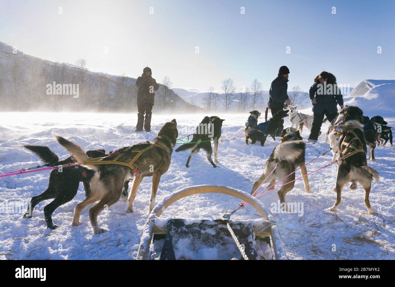 Dog sledding, husky tours. Dog sledding trip and travel at high speed ...