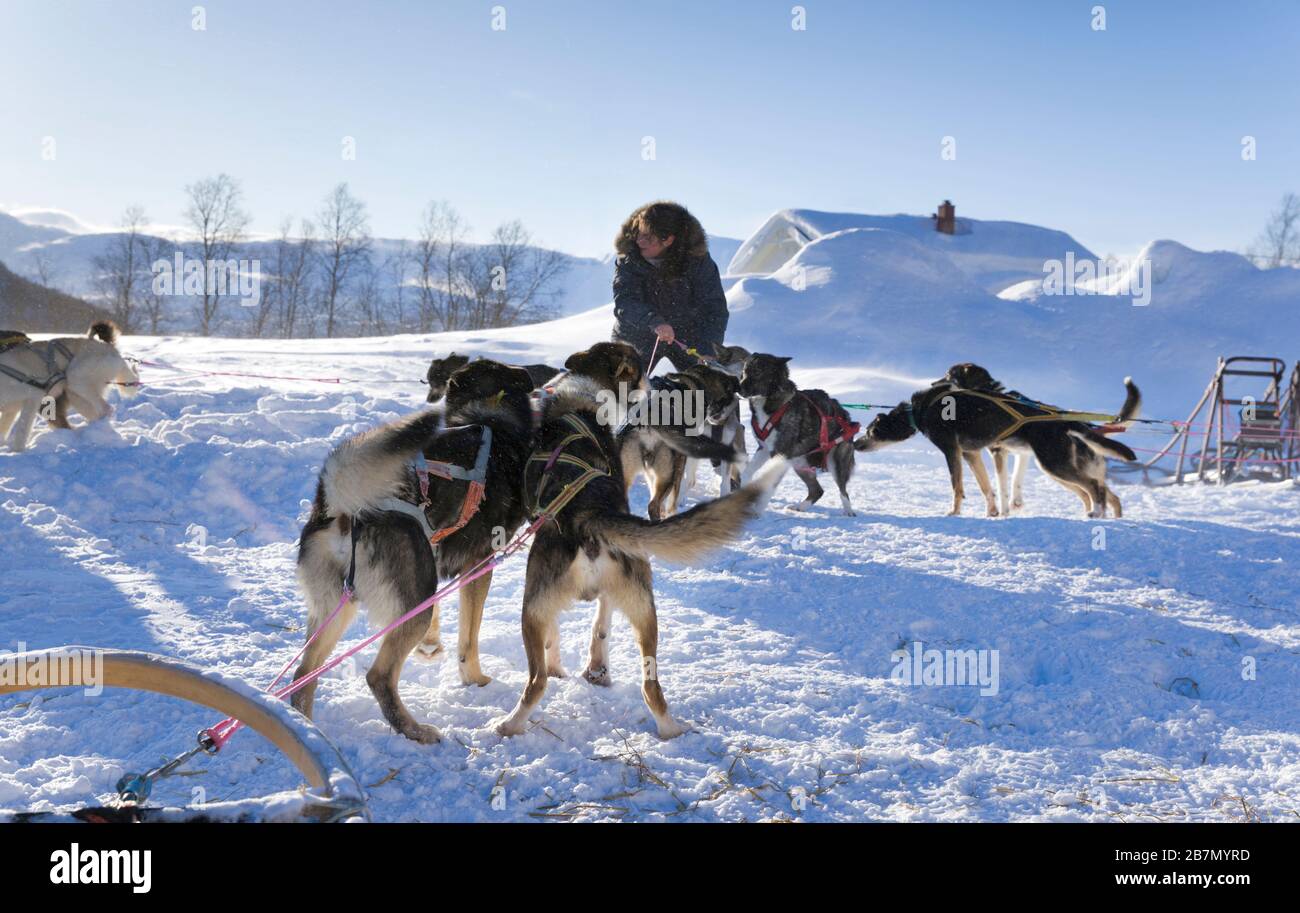 Dog sledding, husky tours. Dog sledding trip and travel at high speed ...