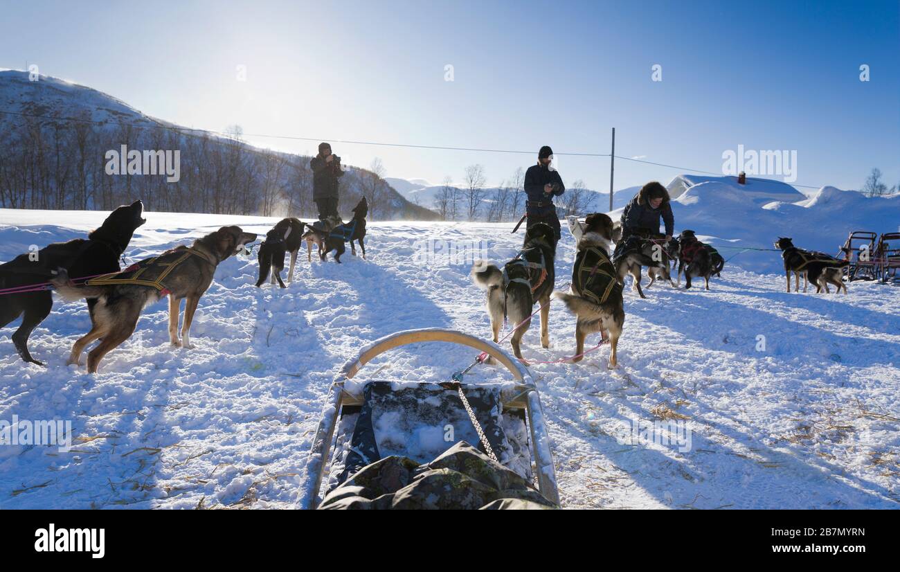 Dog sledding, husky tours. Dog sledding trip and travel at high speed ...