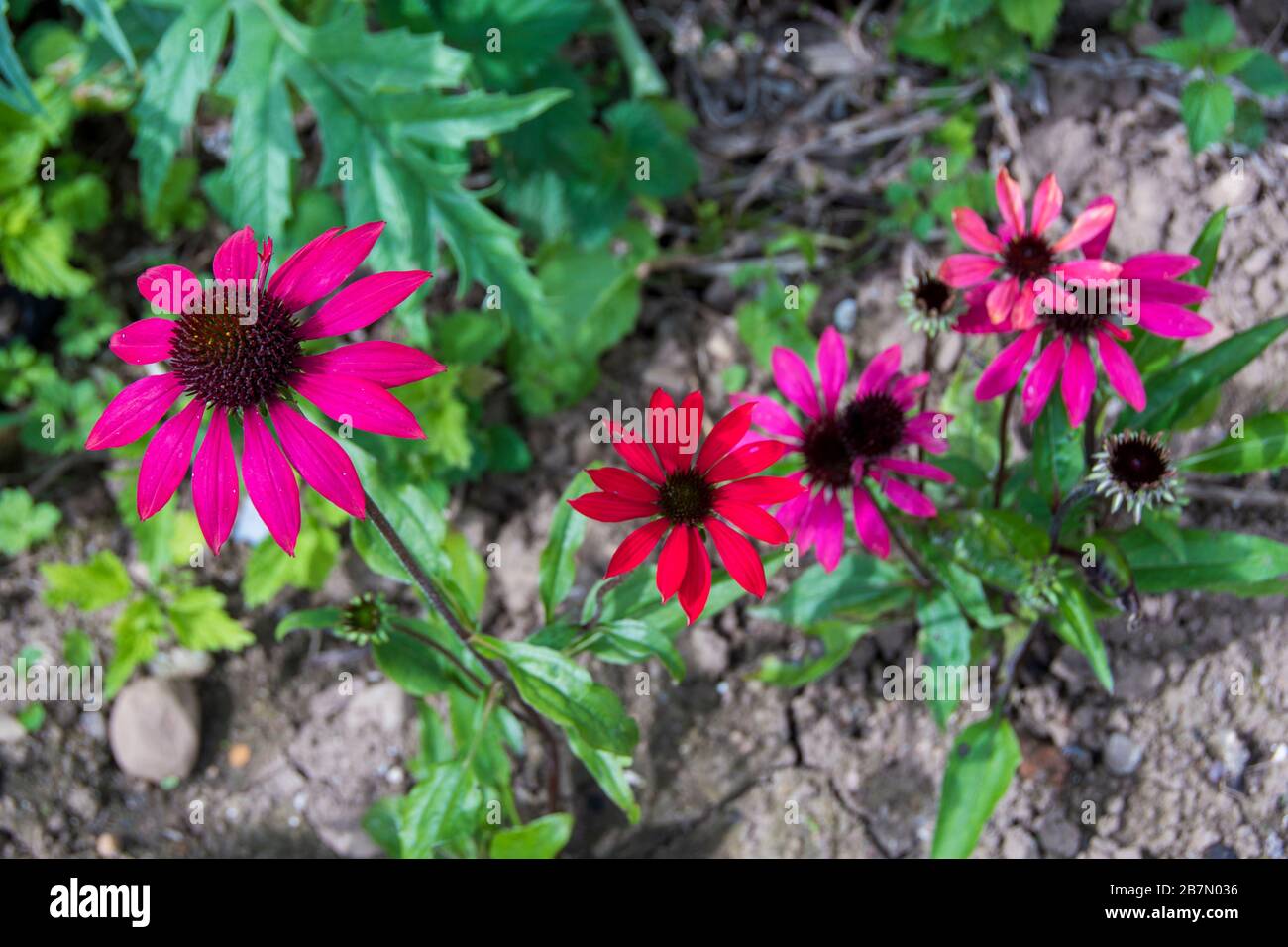 Non native species of flowers hi-res stock photography and images - Alamy