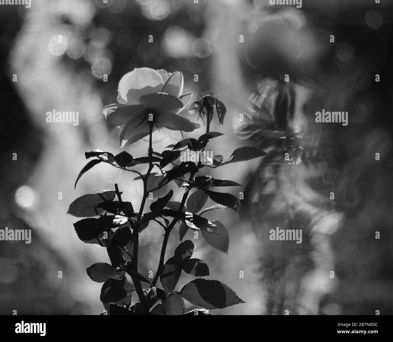 Splendid rose isolated in foreground with blurred background, black and ...
