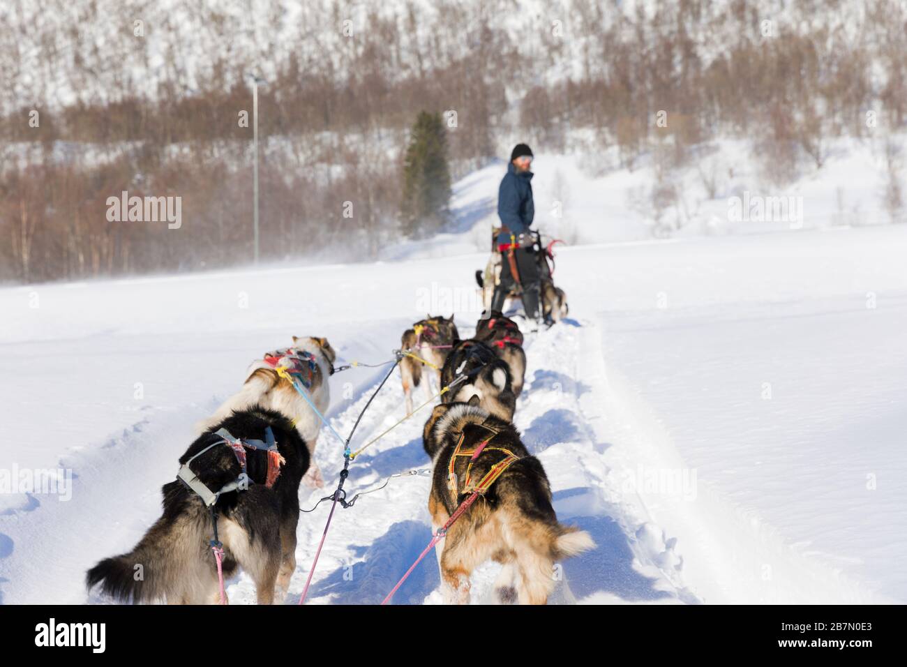 Dog sledding, husky tours. Dog sledding trip and travel at high speed ...