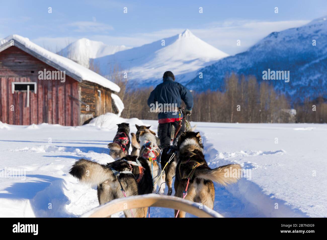 Dog sledding, husky tours. Dog sledding trip and travel at high speed ...