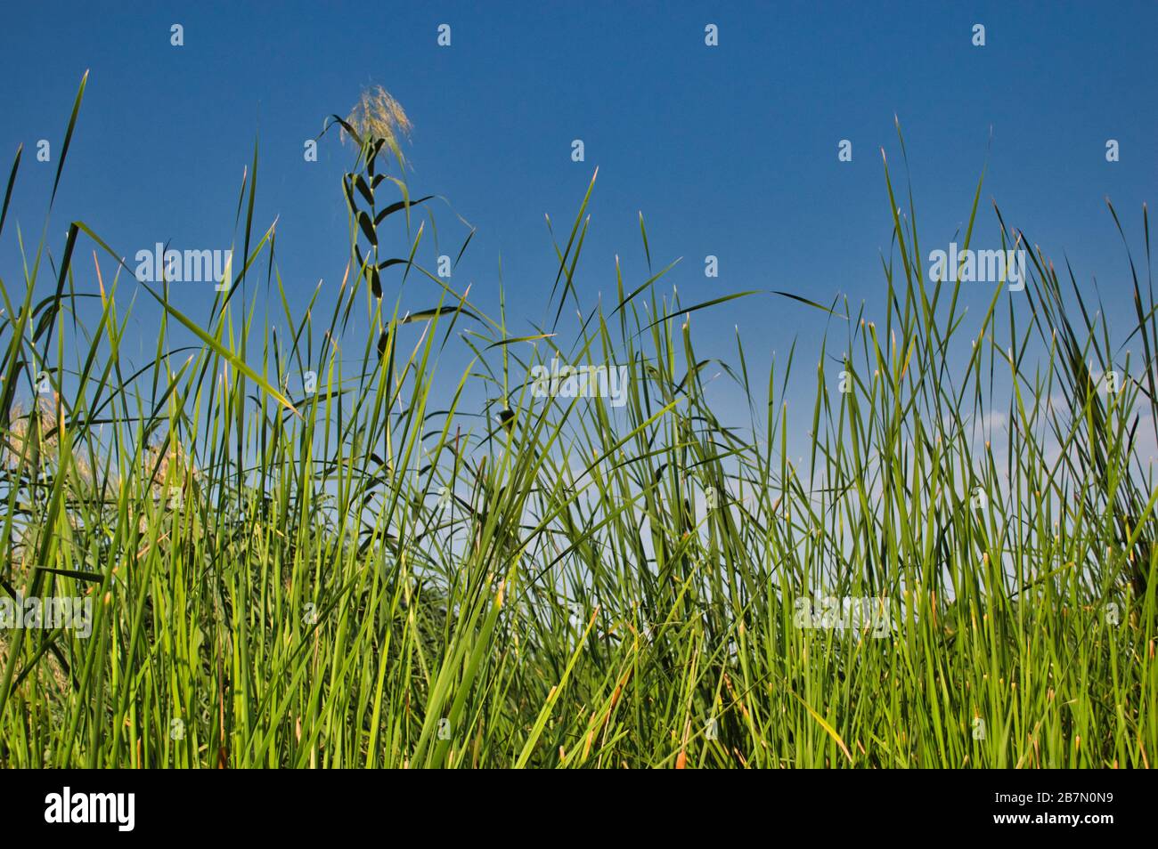 Nature beauty of desert of Jeddah, Saudi Arabia named as Green Valley ...