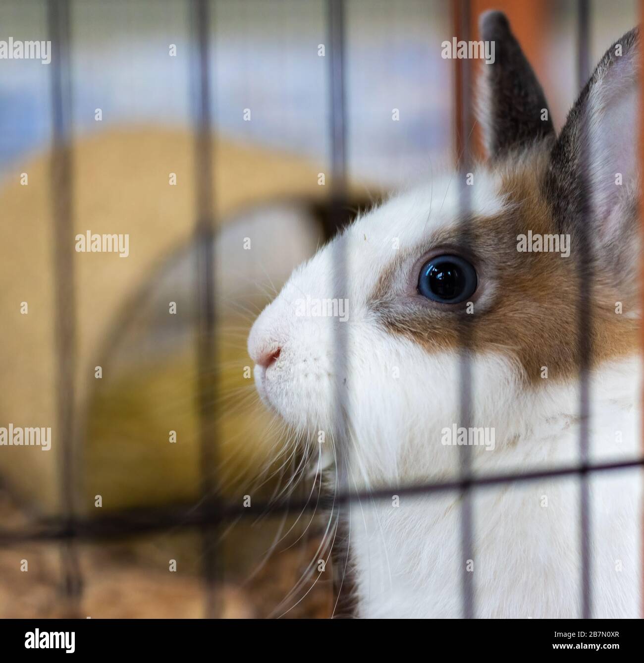 White and brown rabbit in an animal shelter is inside the hutch. The ...