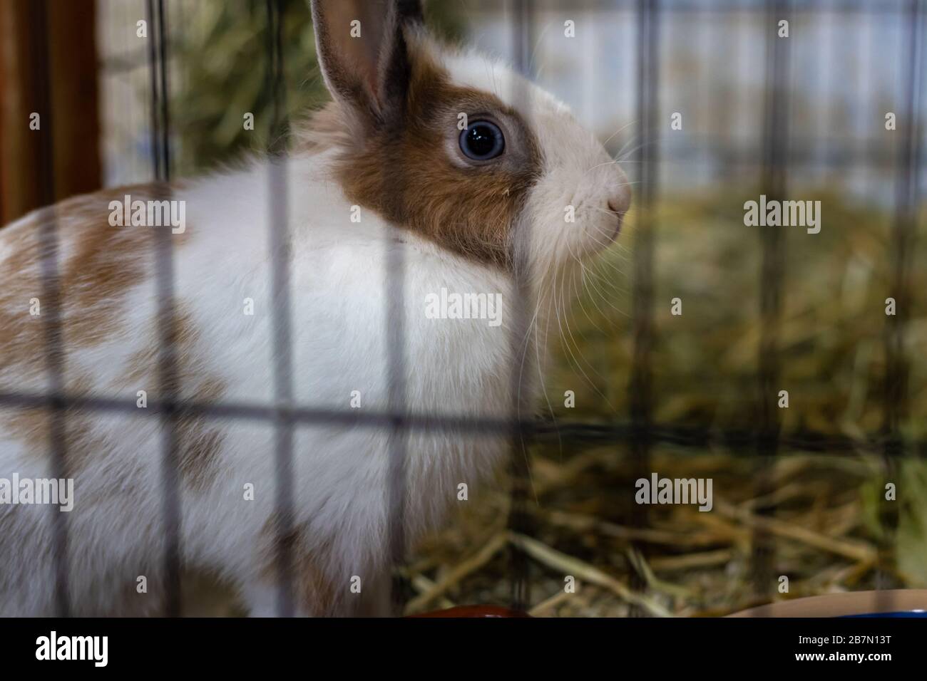 White and brown rabbit in an animal shelter is inside the hutch. The ...
