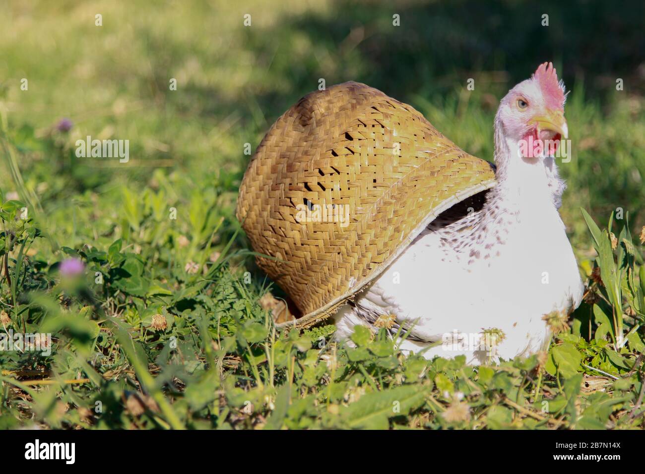 white hen in a flowery field Stock Photo - Alamy