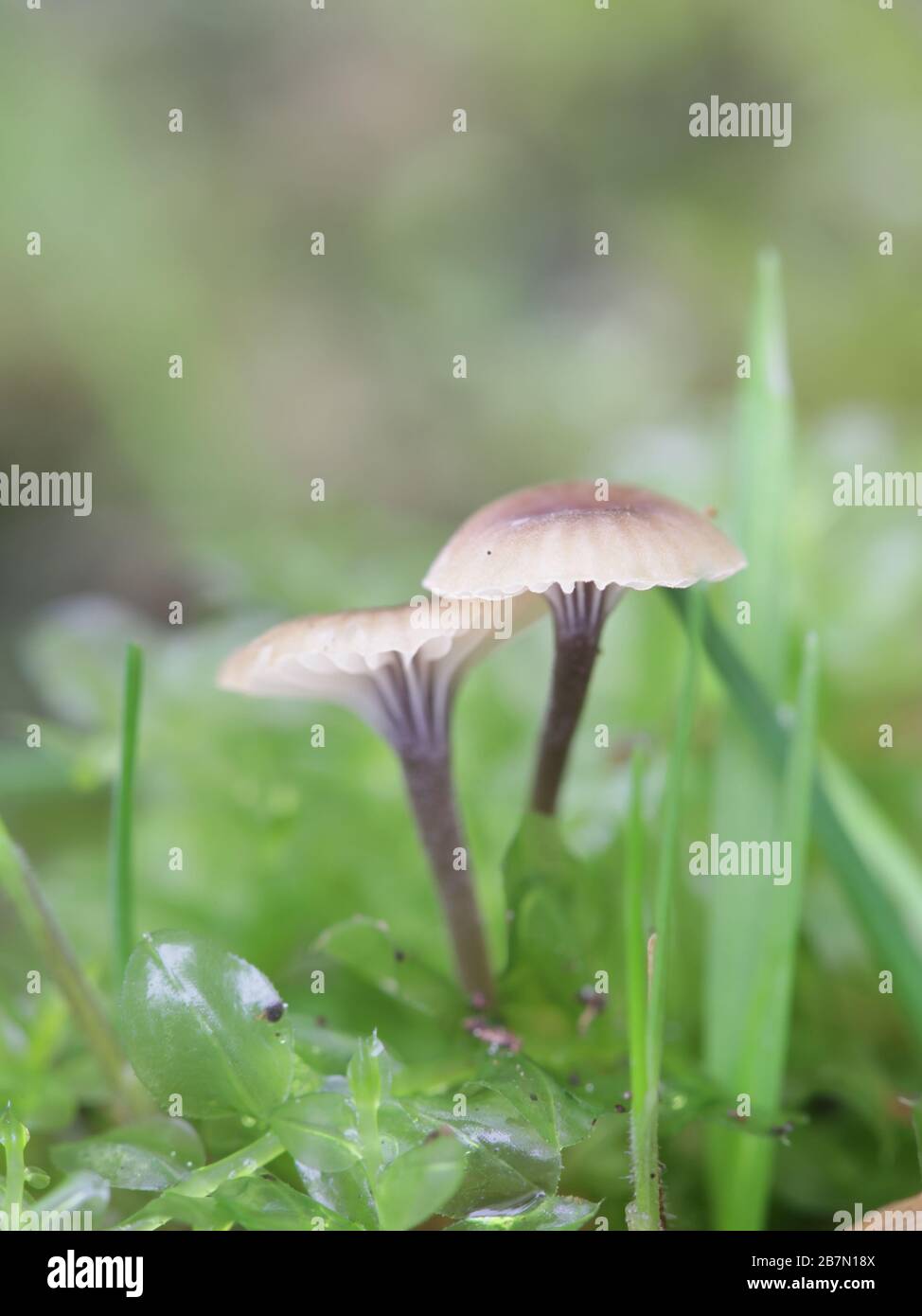 Collared mosscap hi-res stock photography and images - Alamy