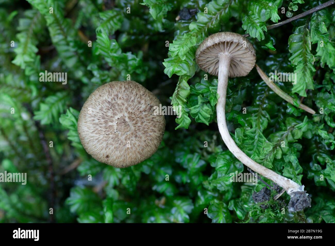 Collared fibrecap hi-res stock photography and images - Alamy