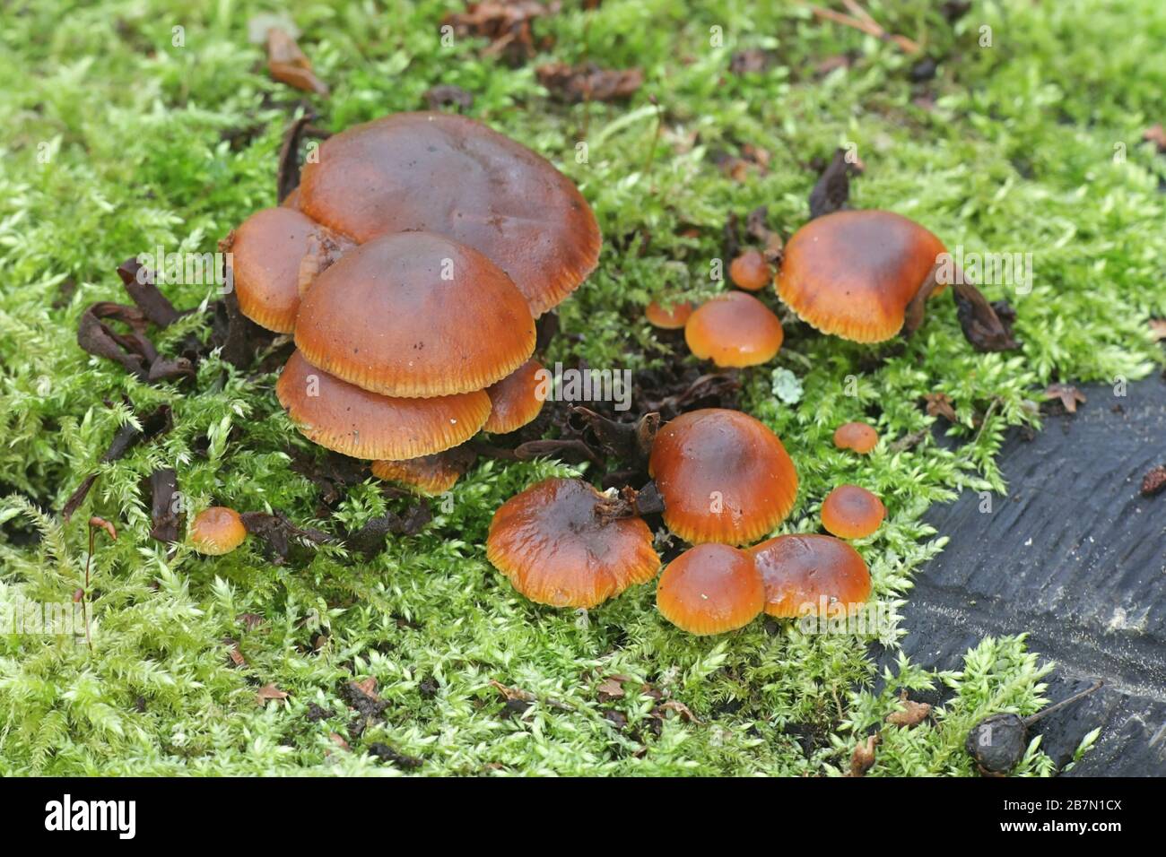 Velvet shank flammulina velutipes hi-res stock photography and images ...