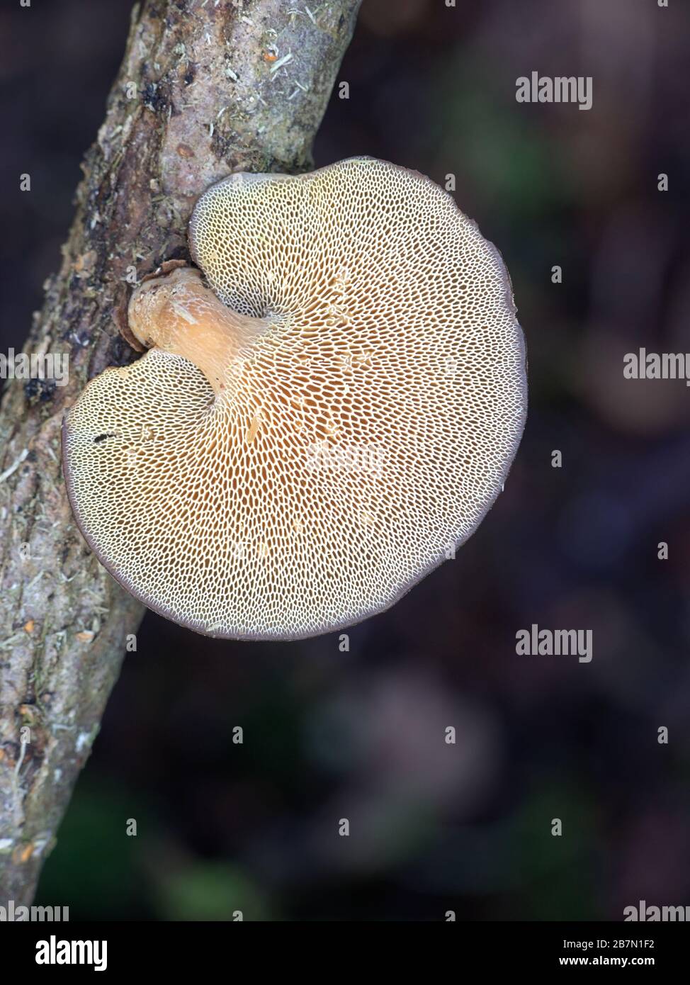 Polyporus brumalis, known as winter polypore, wild fungus from Finland ...