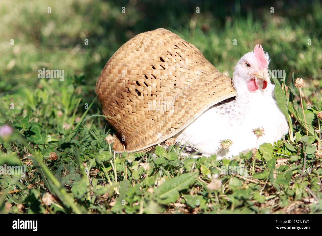 white hen in a flowery field Stock Photo - Alamy
