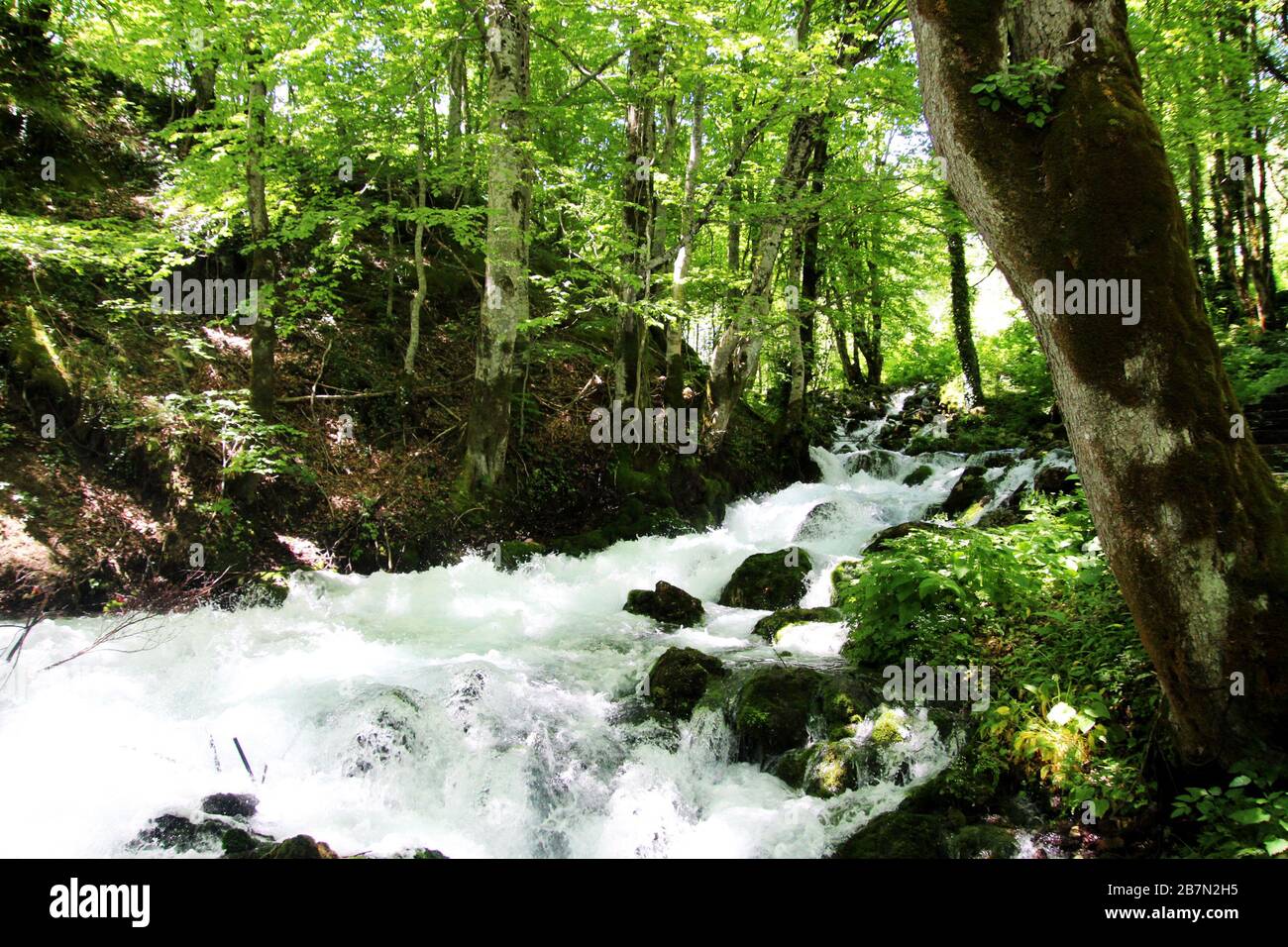 Mountain stream in the forest Stock Photo - Alamy
