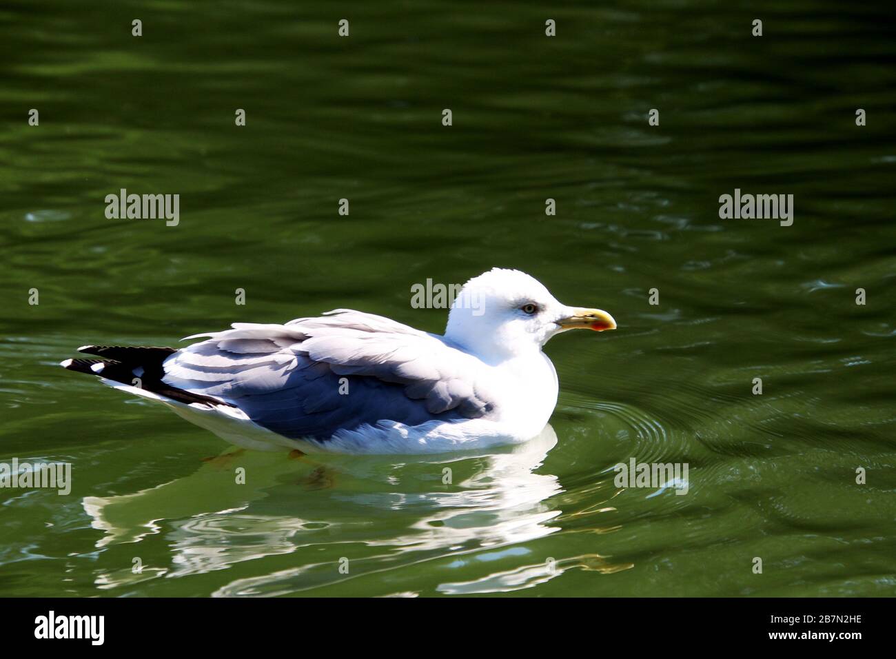 Seagull is chilling in the water Stock Photo - Alamy