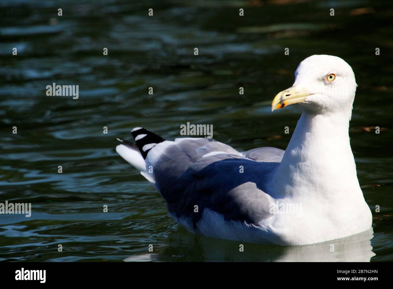 Seagull is resting in the lake peaceful image wallpaper Stock Photo - Alamy