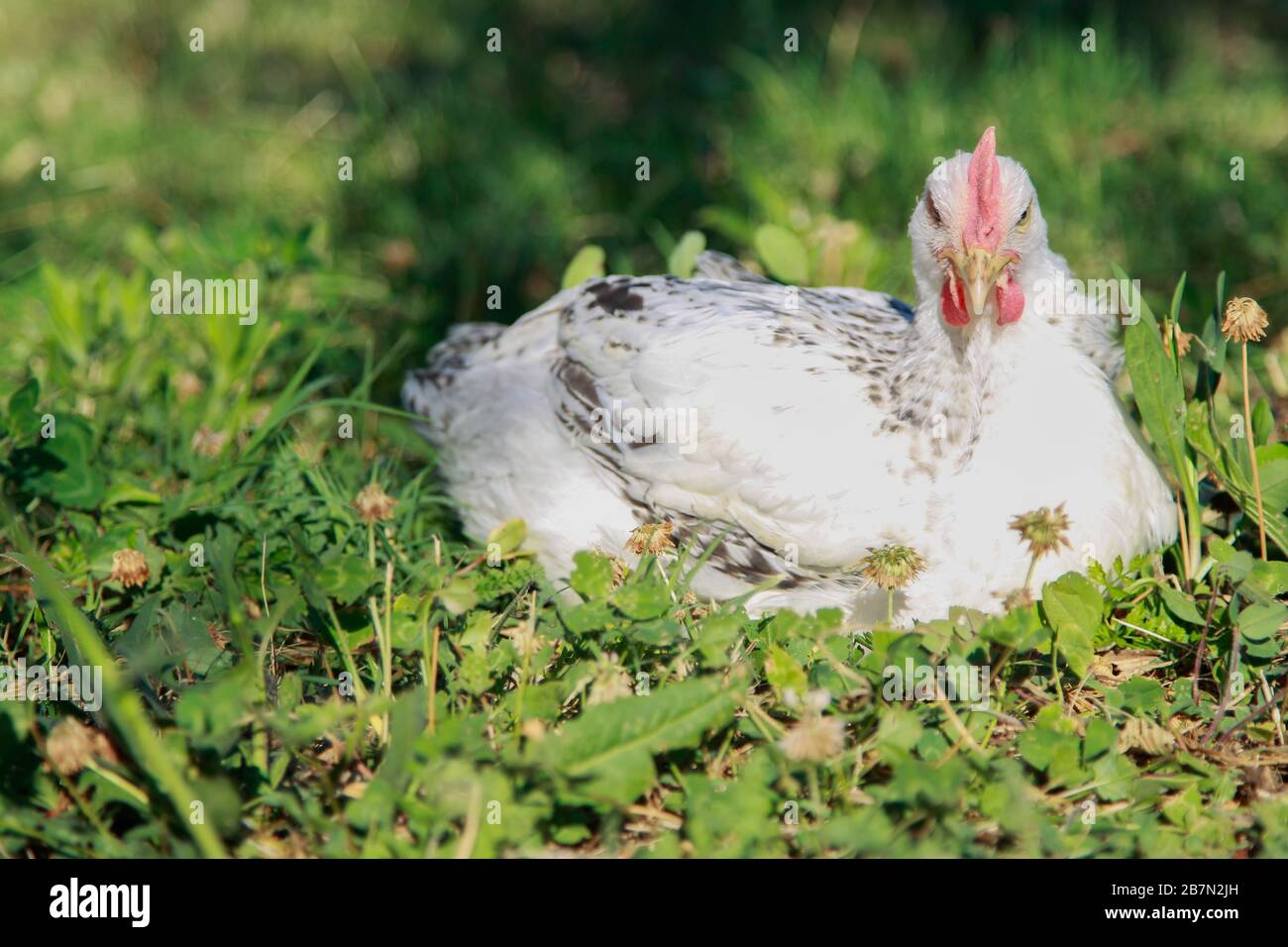 Pollame hi-res stock photography and images - Alamy