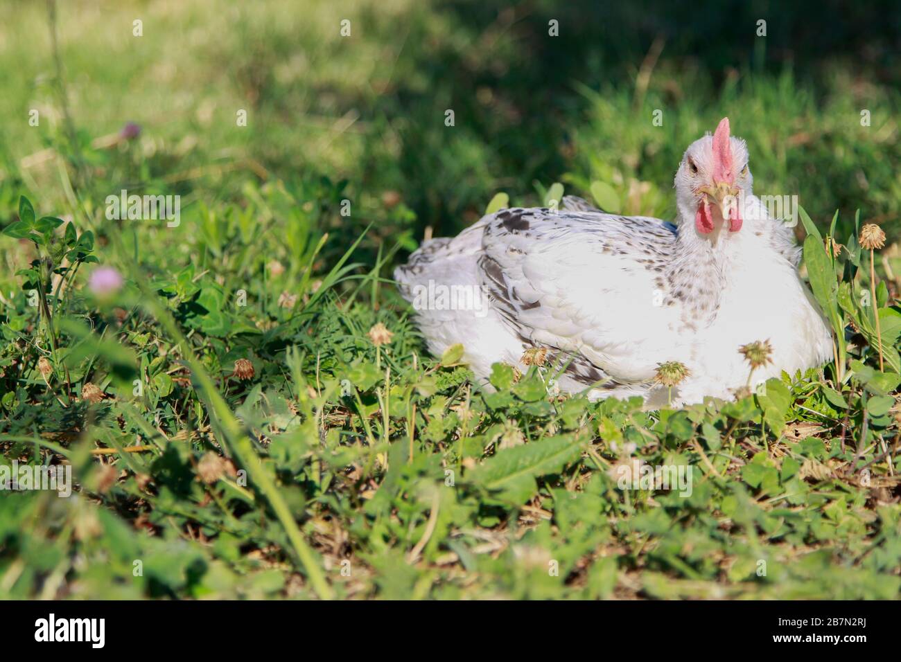 white hen in a flowery field Stock Photo - Alamy