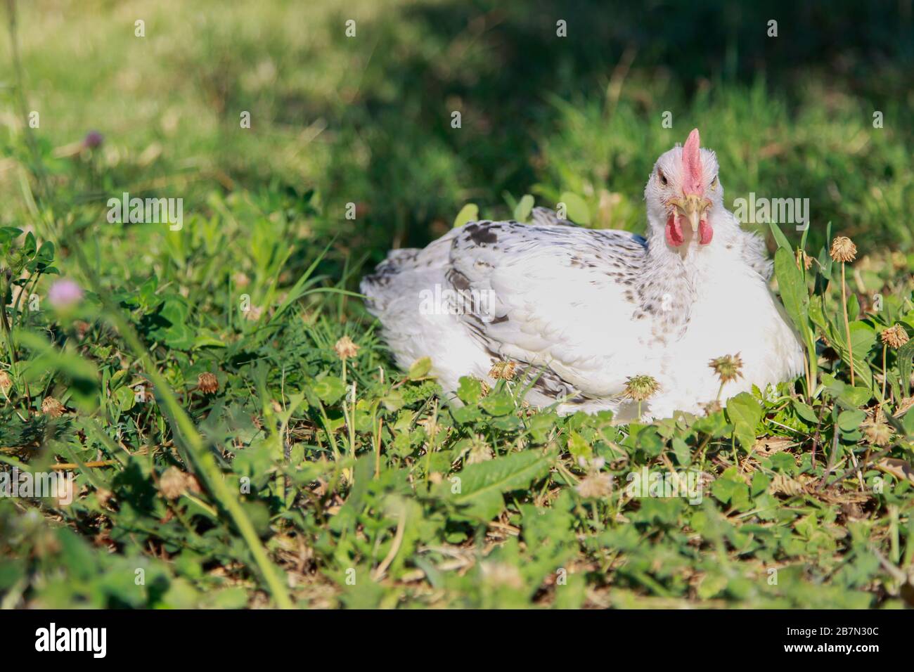 Gallina pollo hi-res stock photography and images - Alamy