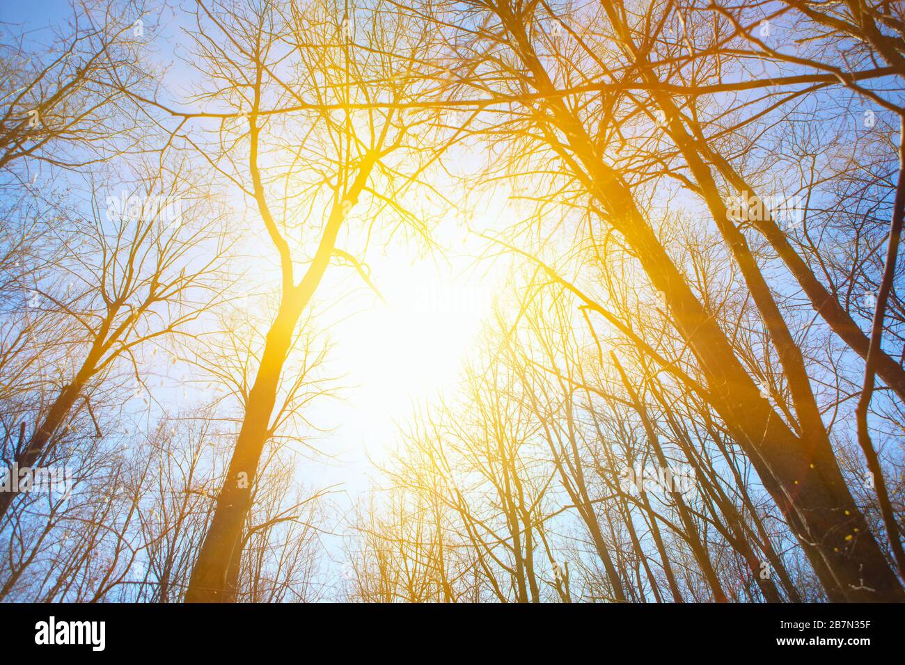 sun in the spring tree branches Stock Photo - Alamy