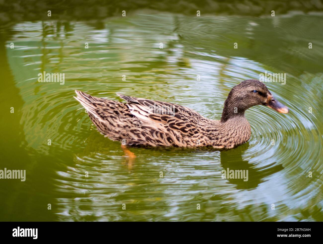 Mallard duck Nap while floating on water Stock Photo - Alamy