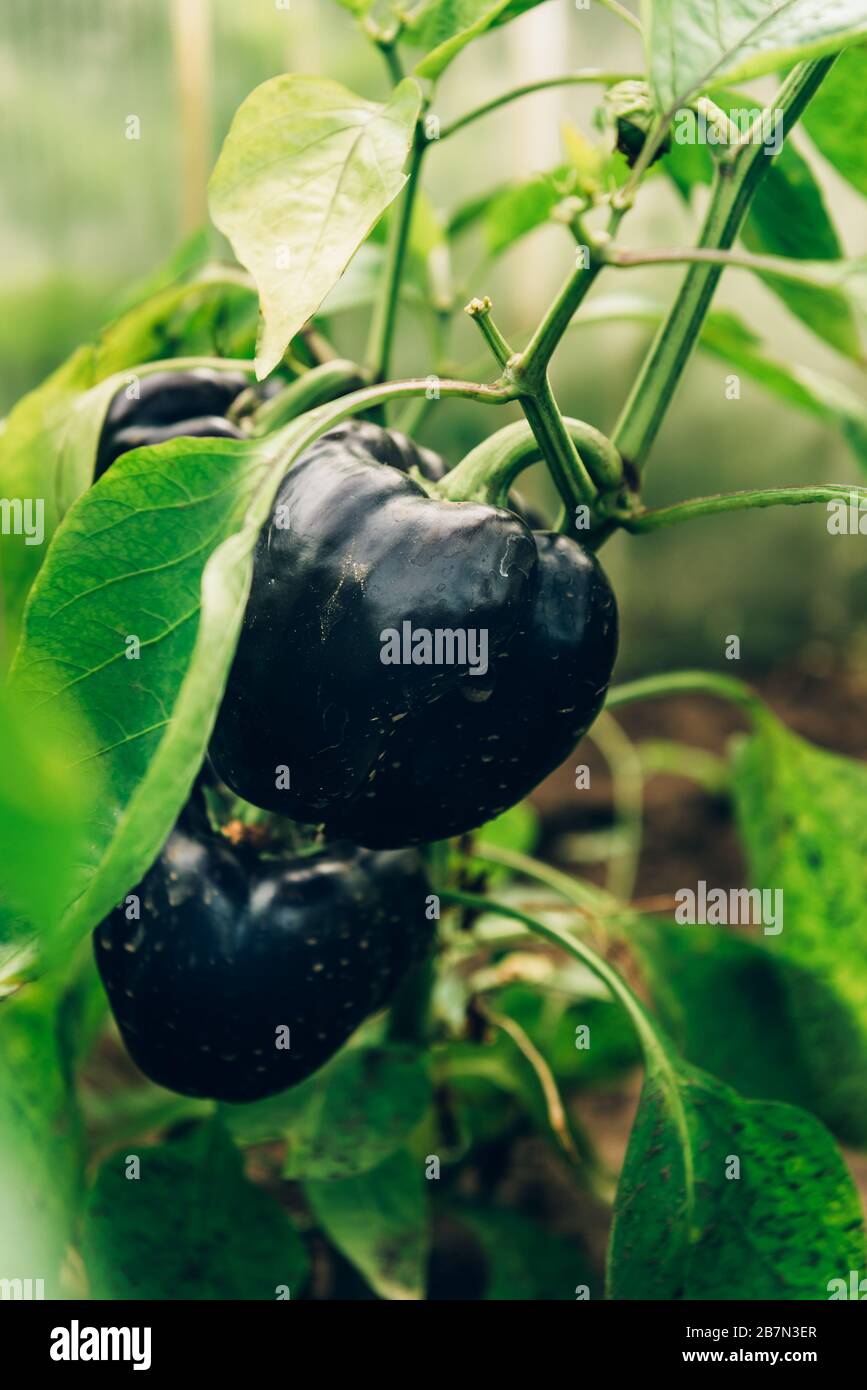 Close up of homegrown organic black sweet peppers growing in a ...