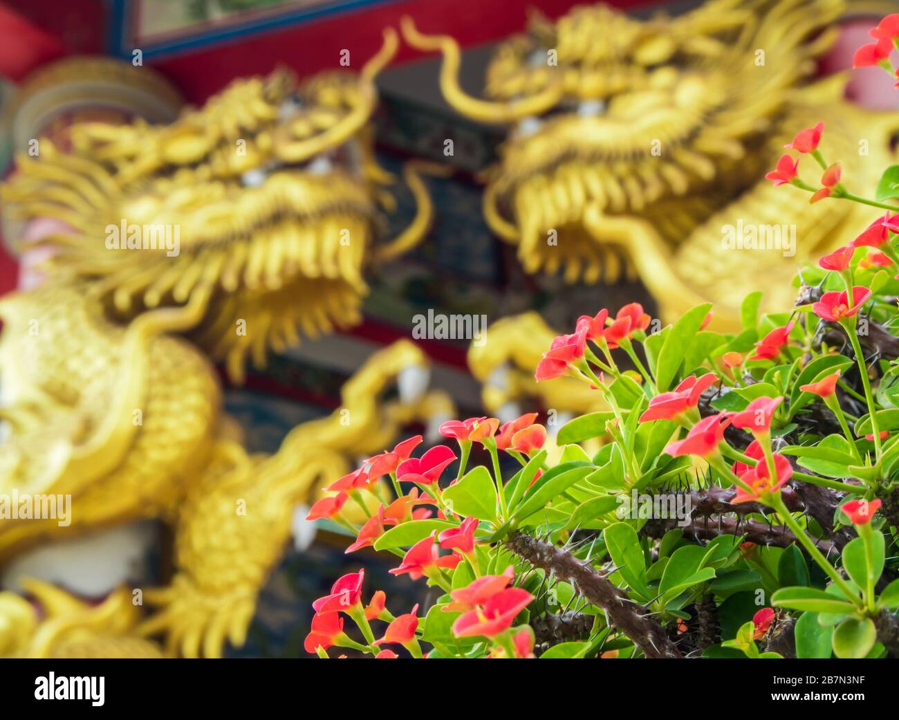 Gold dragon and Crown of Thorns, Sacred plant and heaven animal ...