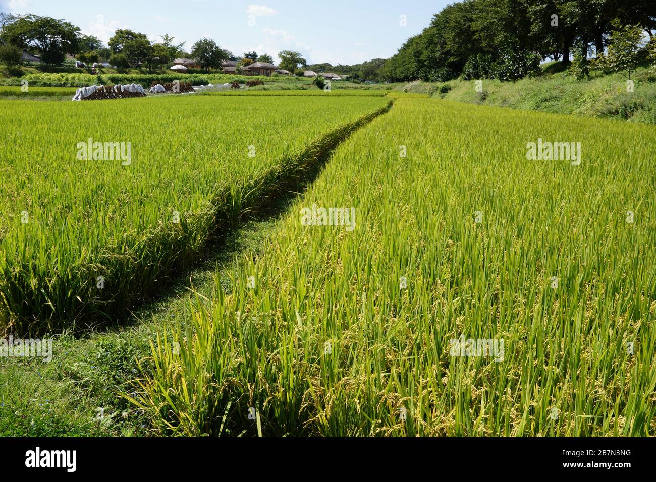 South korea rice field hi-res stock photography and images - Alamy
