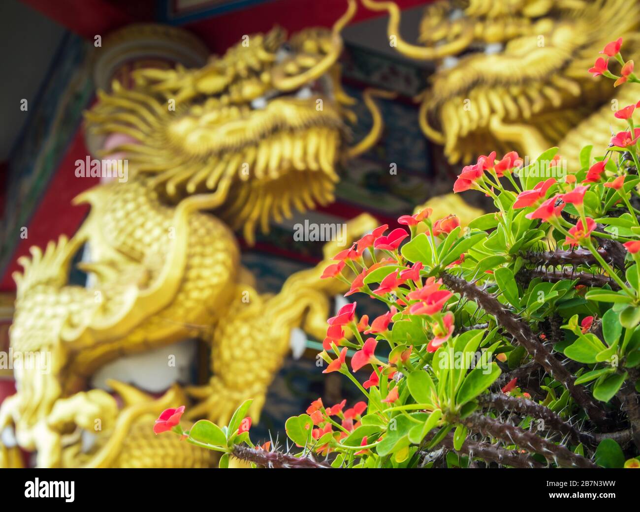Gold dragon and Crown of Thorns, Sacred plant and heaven animal ...