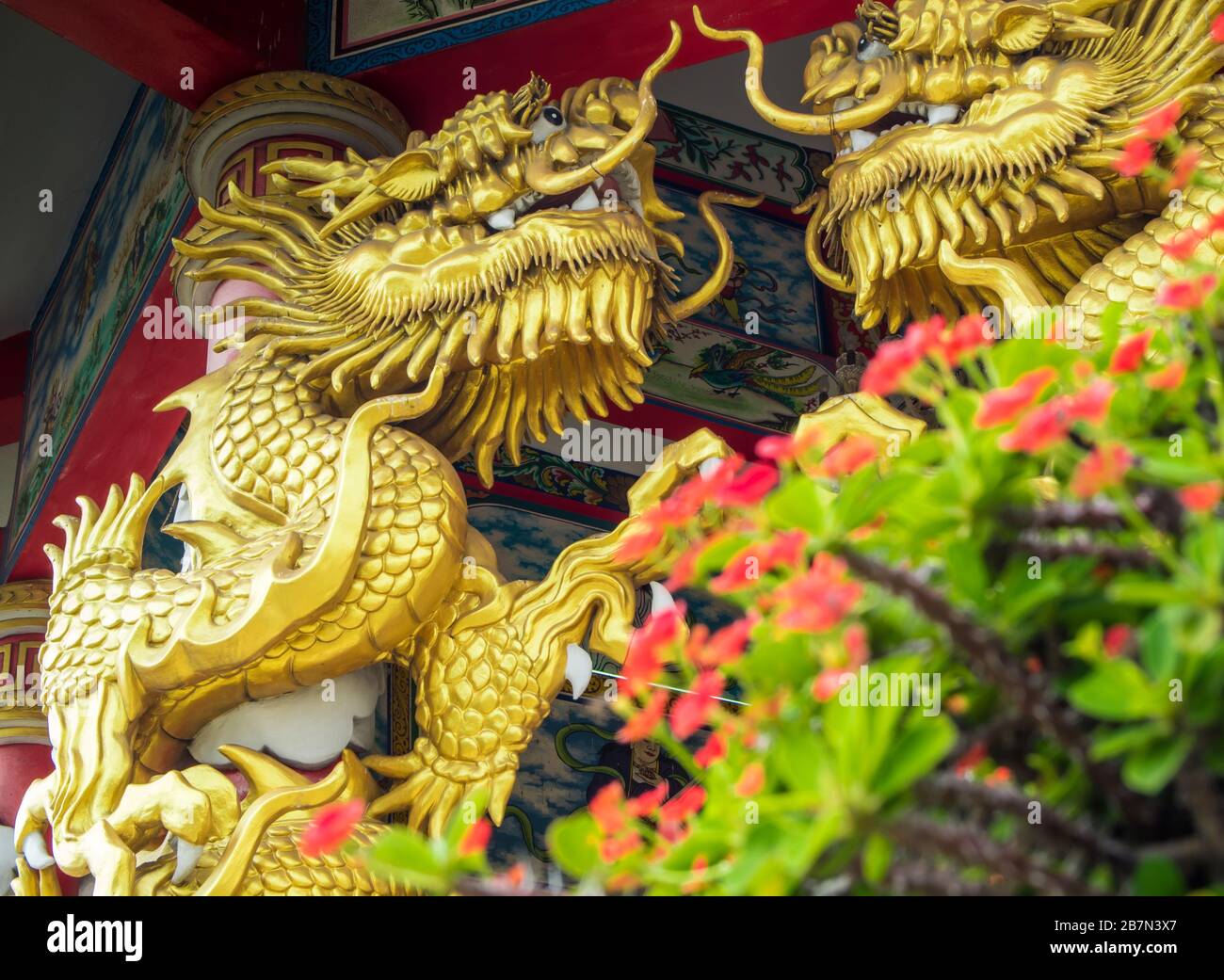 Gold dragon and Crown of Thorns, Sacred plant and heaven animal ...