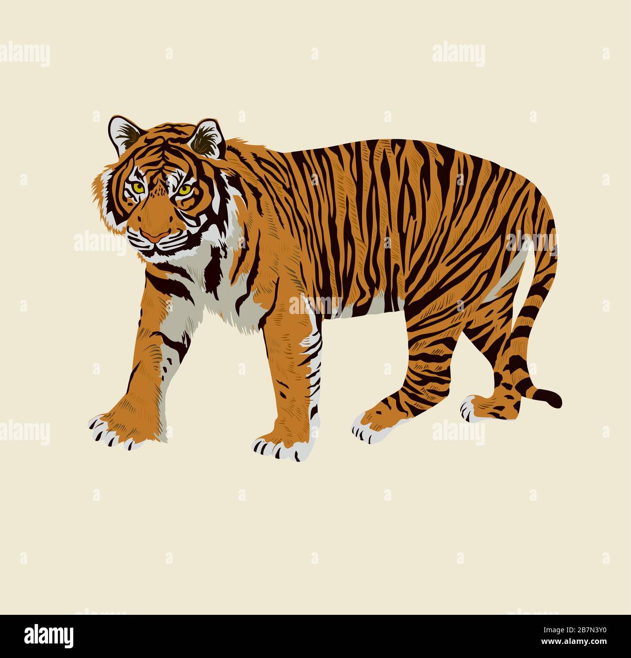 Sumatrian endangerd tiger watercolor illustration hand drawn Stock ...
