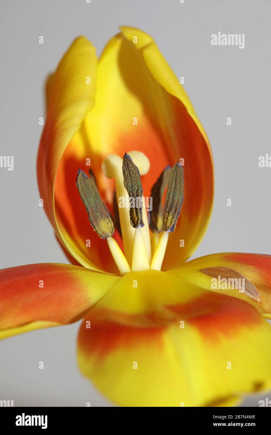 Tulip aximensis hi-res stock photography and images - Alamy