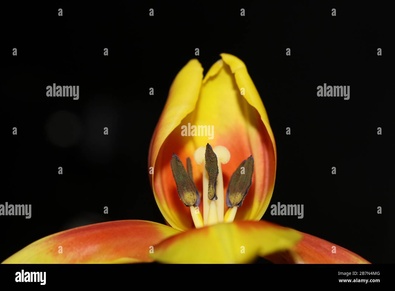 Tulipa flower macro background high quality aximensis family liliaceae ...