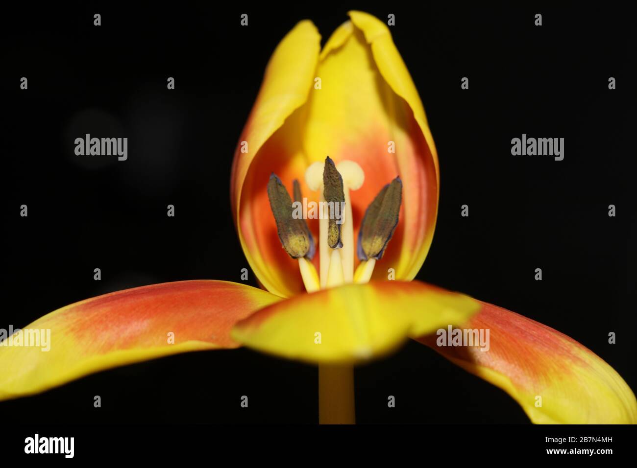 Tulipa Aximensis High Resolution Stock Photography and Images - Alamy
