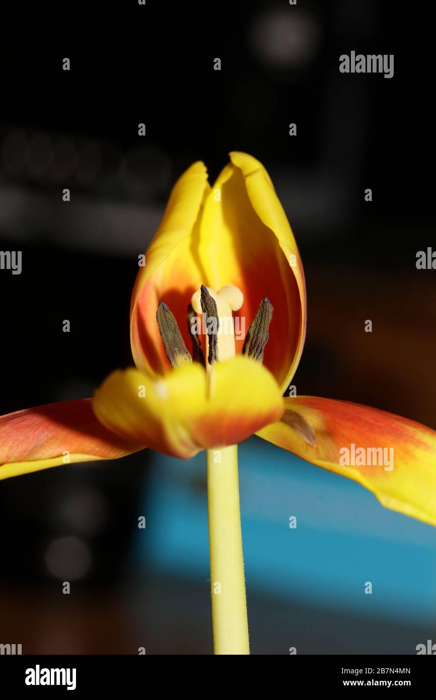 Tulipa aximensis hi-res stock photography and images - Alamy