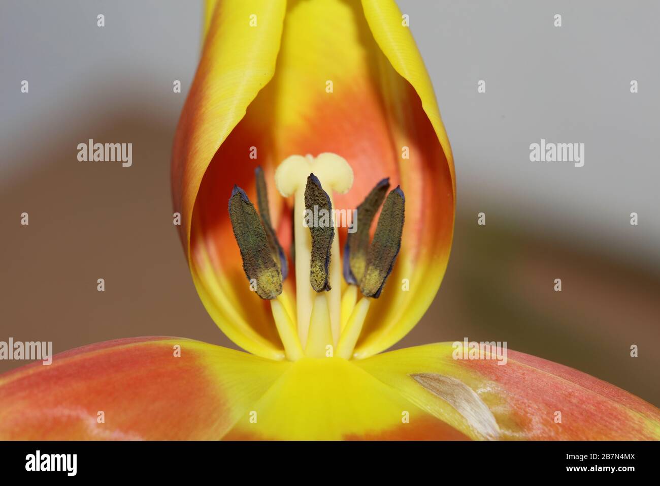 Tulipa flower macro background high quality aximensis family liliaceae ...