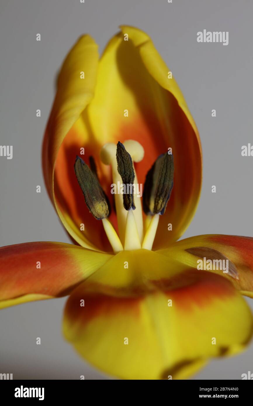 Tulipa aximensis hi-res stock photography and images - Alamy