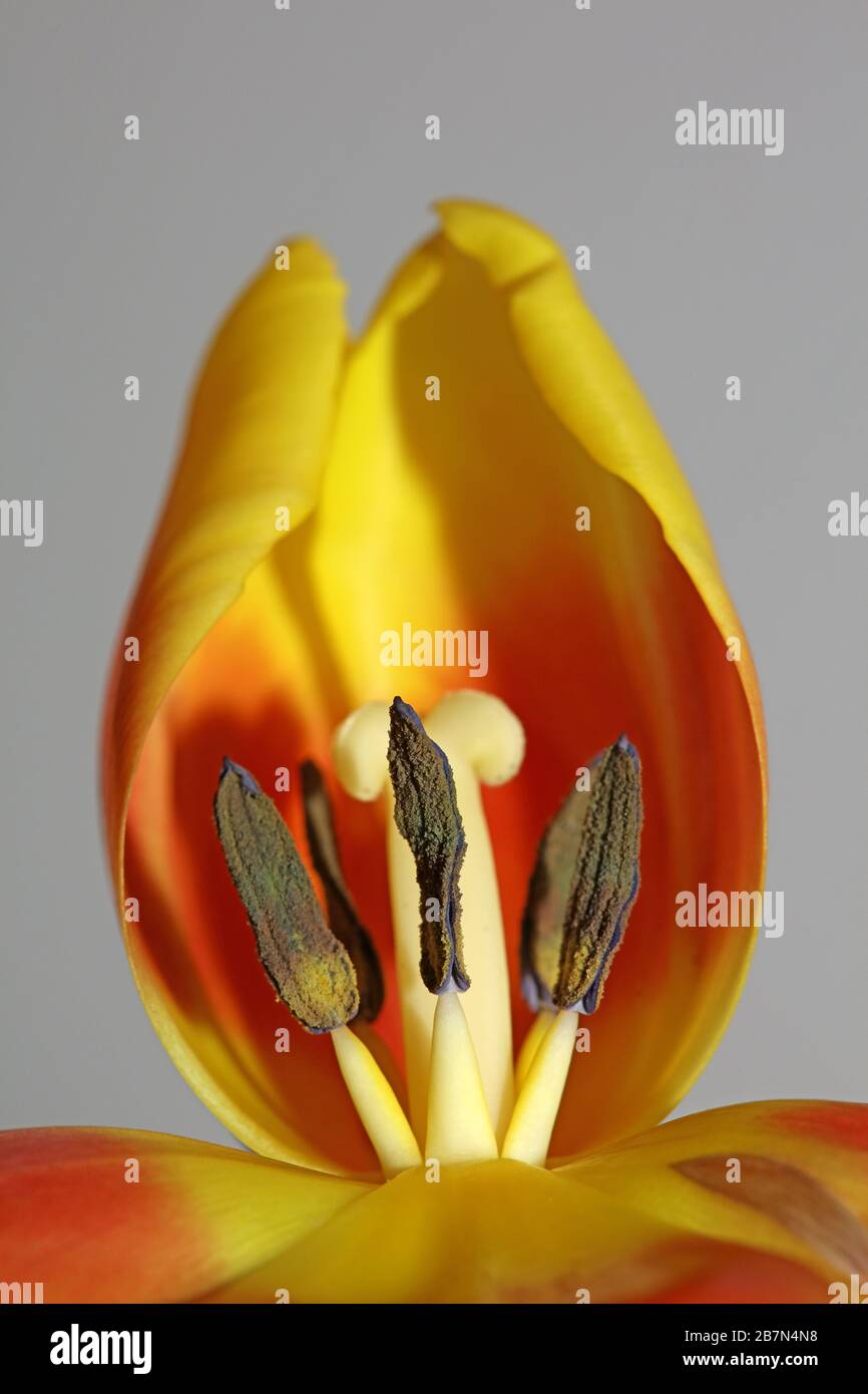 Tulipa flower macro background high quality aximensis family liliaceae ...