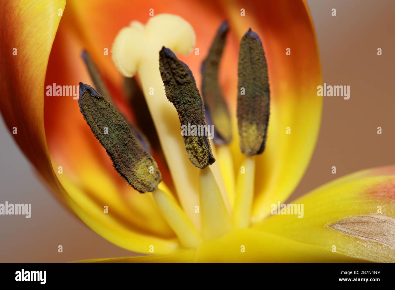 Tulipa flower macro background high quality aximensis family liliaceae ...