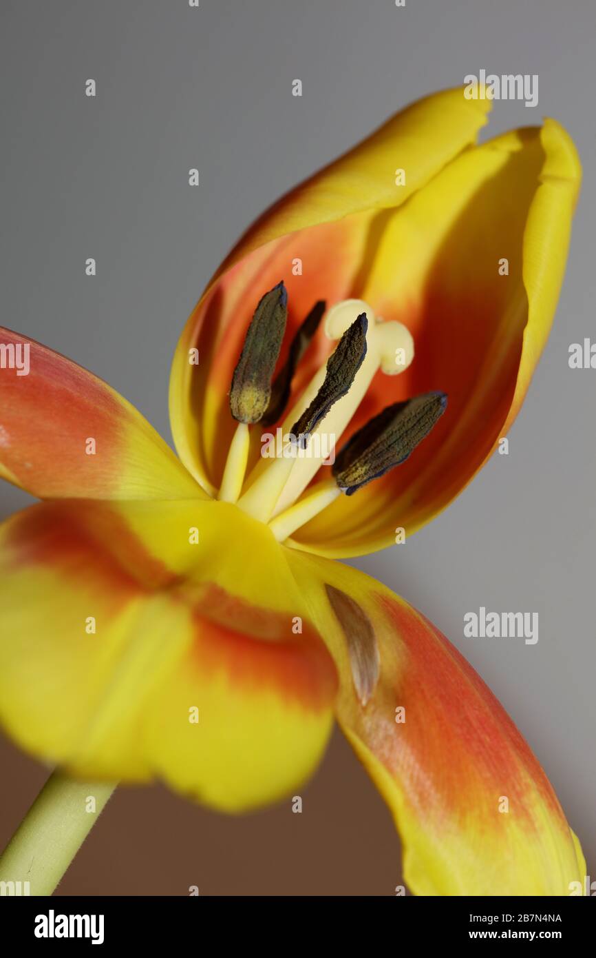 Tulipa flower macro background high quality aximensis family liliaceae ...