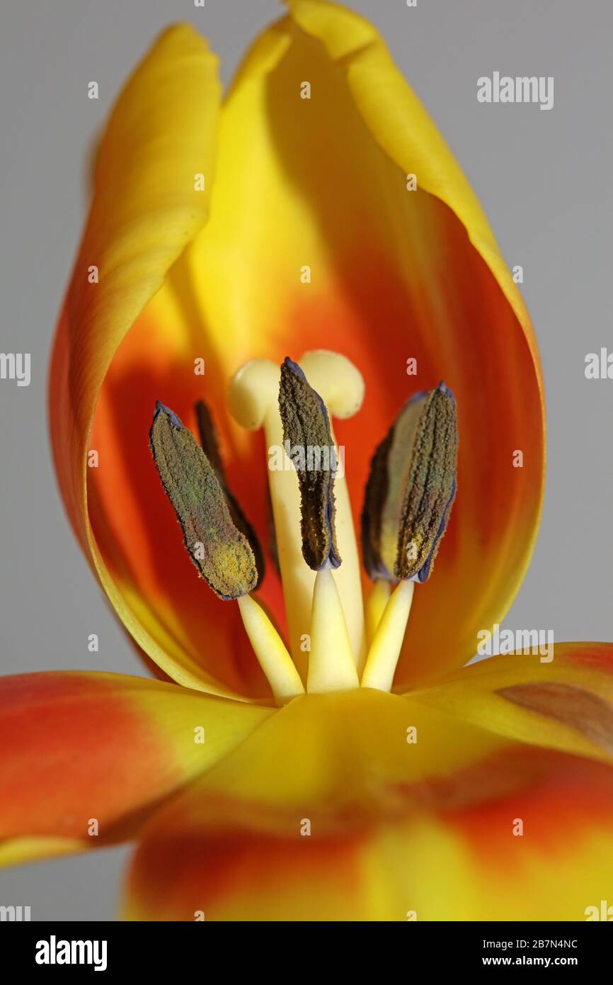 Tulip aximensis hi-res stock photography and images - Alamy