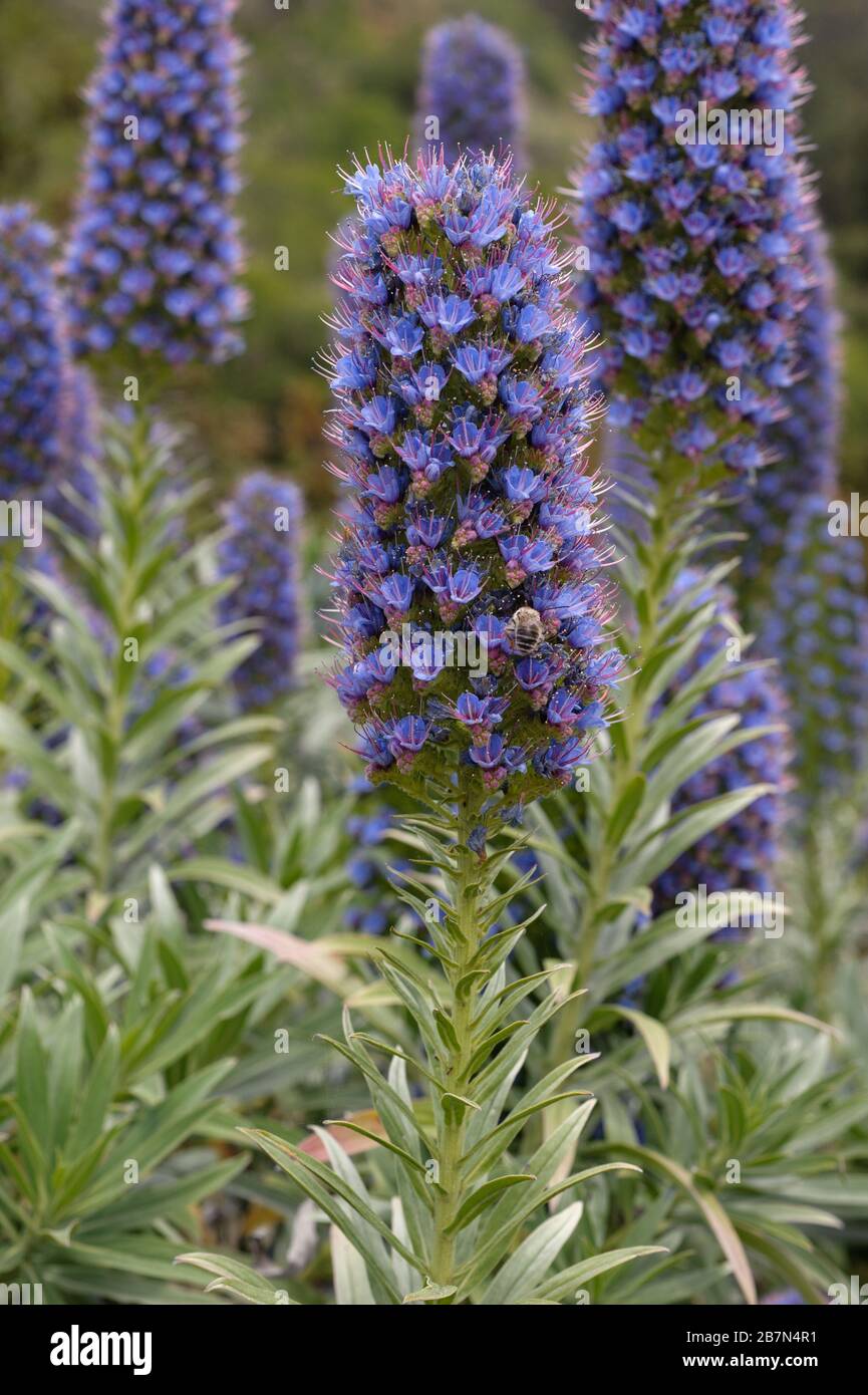 Webbii hi-res stock photography and images - Alamy
