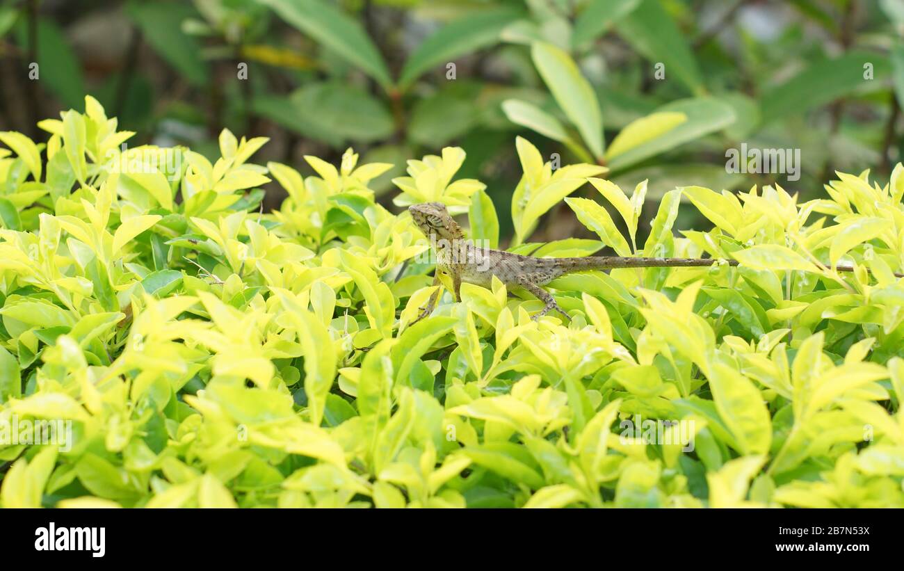lizard ,calotes versicolor, on the garden Stock Photo - Alamy