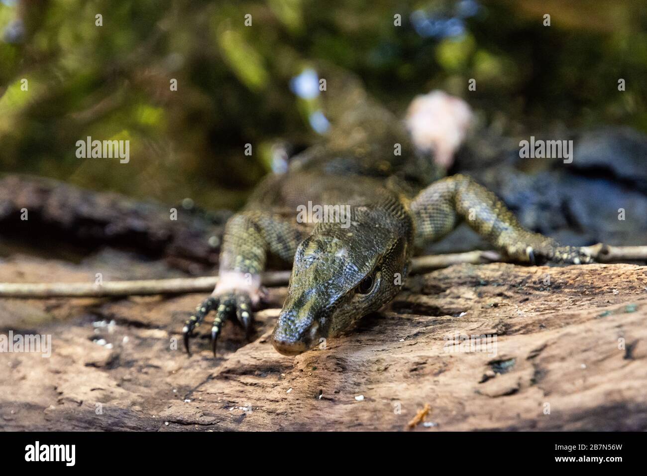 A lizard in Southeast Asia Stock Photo - Alamy