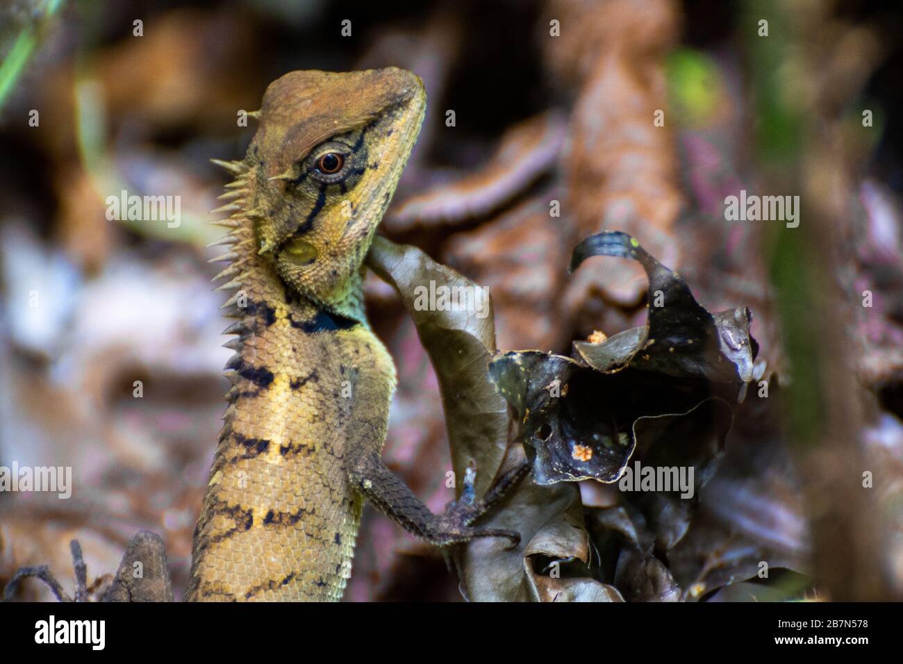 Lizards of southeast asia hi-res stock photography and images - Alamy