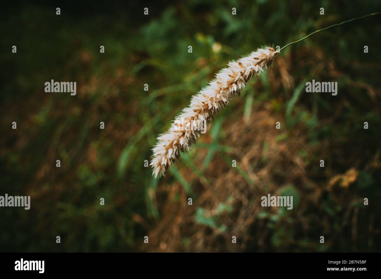 dry grass stem with fluffy inflorescence. Macro photography. Layout for ...