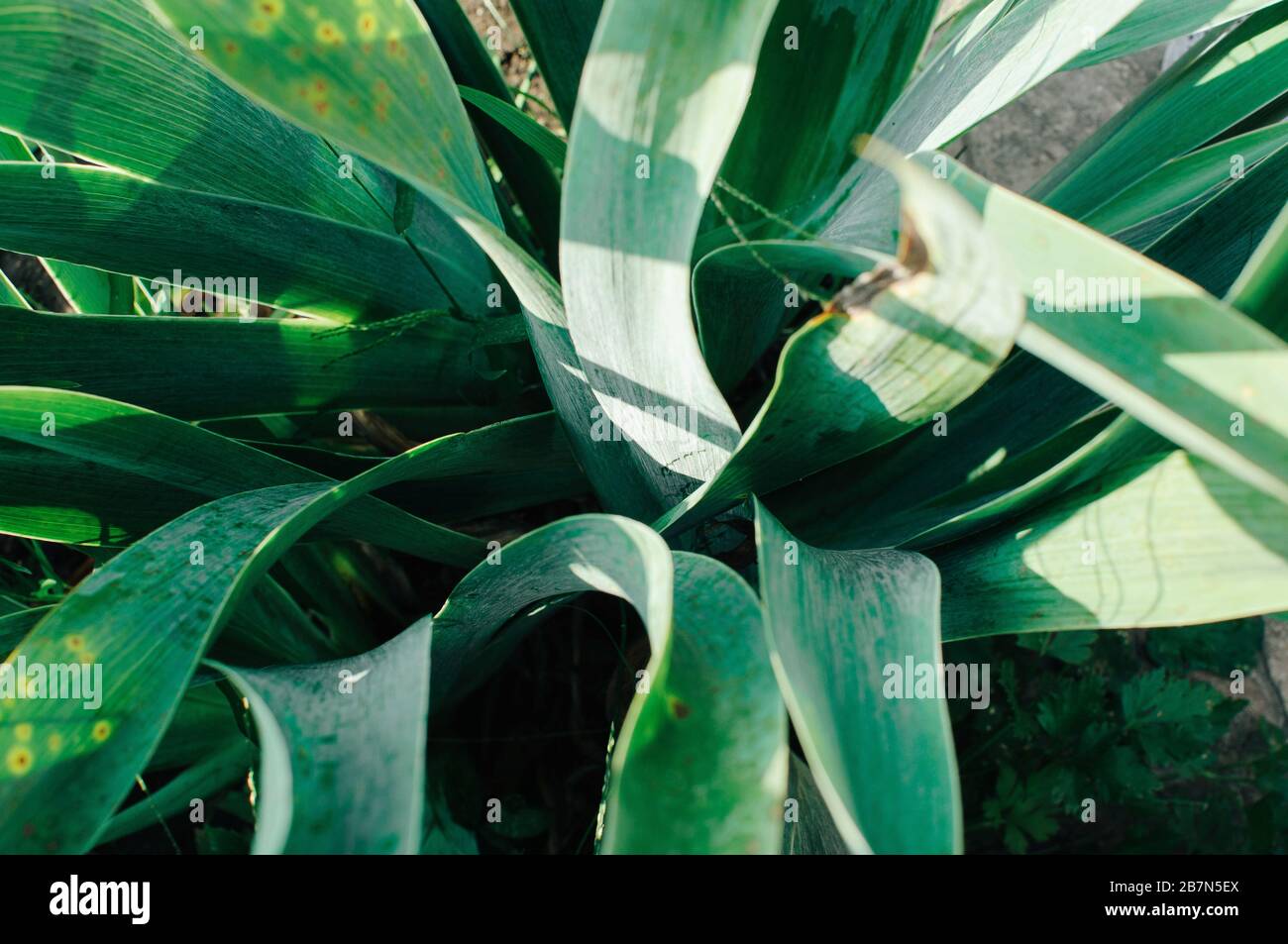 iris leaves are braided by a thick spider web in spring. The sun's rays ...