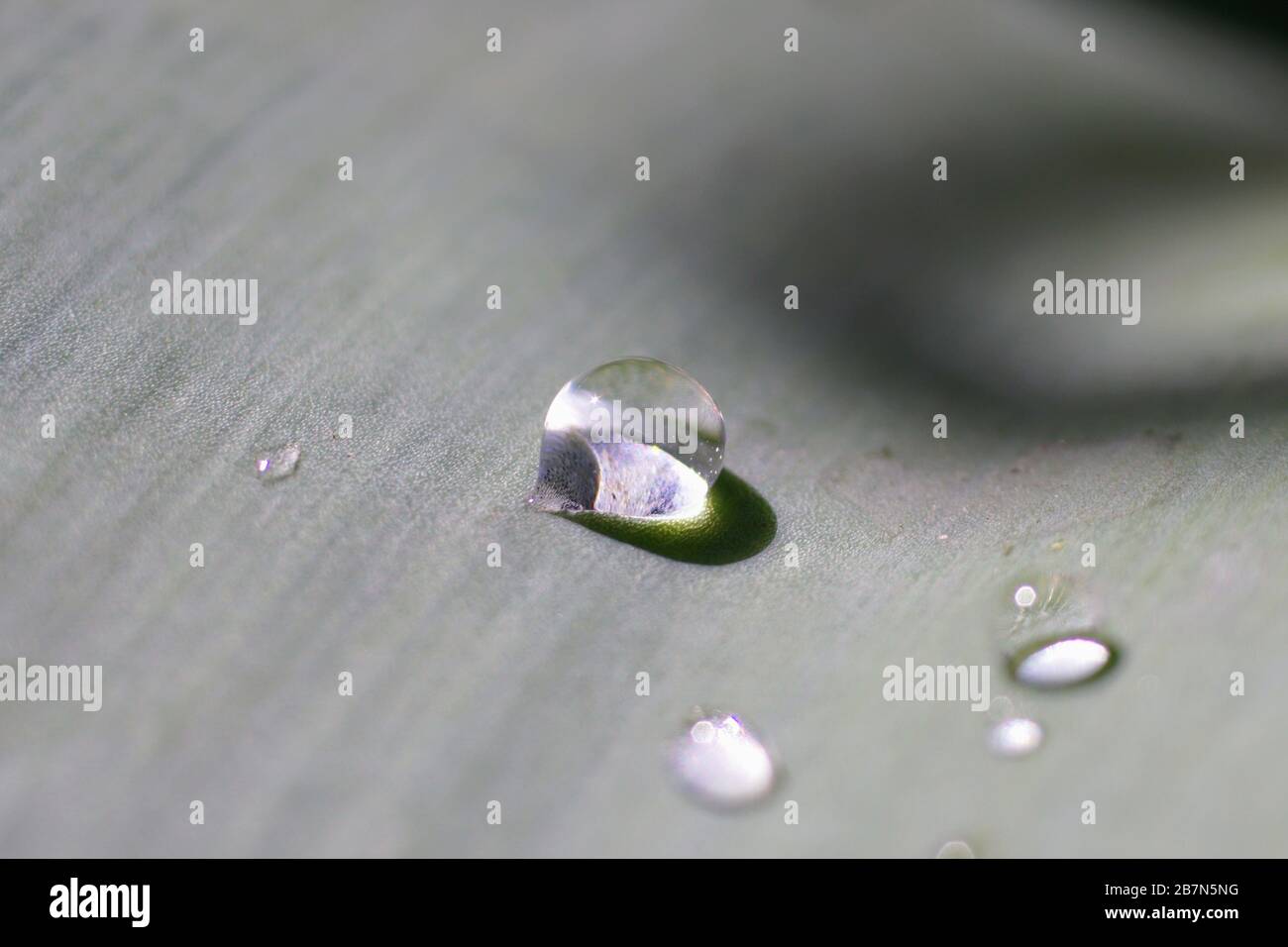 Macro of water droplets on a leaf Stock Photo - Alamy