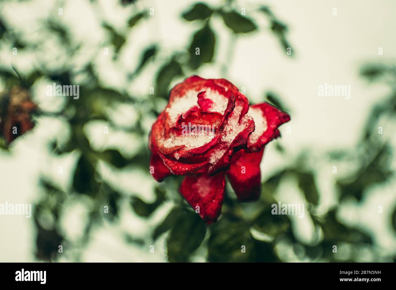 red rose bush in the snow in early spring or early winter. Template for ...