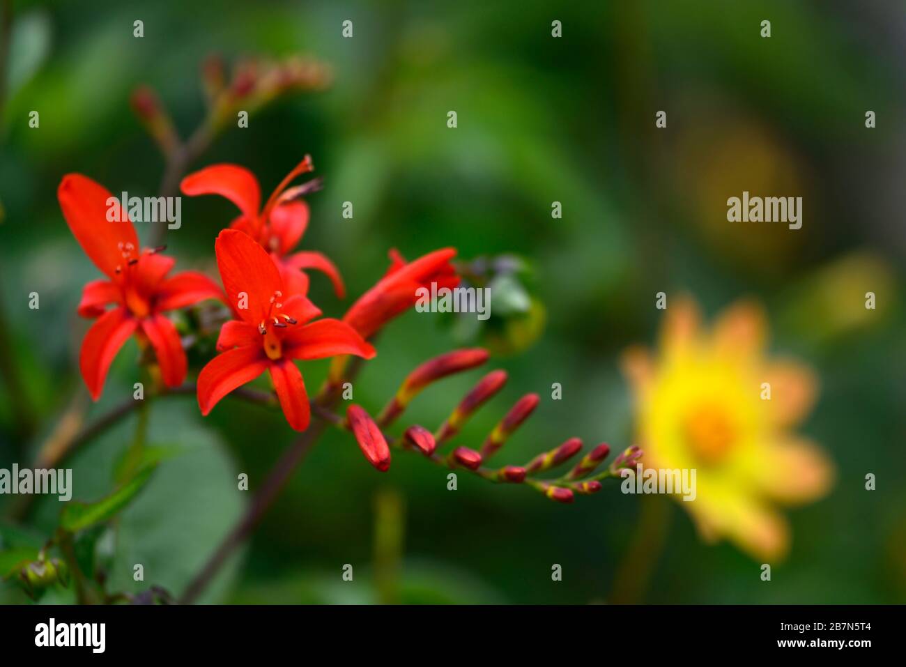 crocosmia lucifer,red flower,flowers,flowering,montbretia,montbretias ...