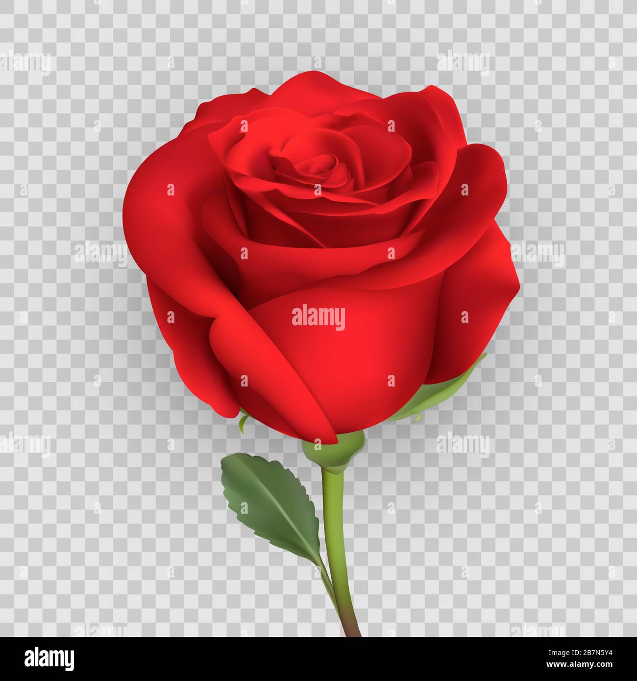 Beautiful Rose Designs